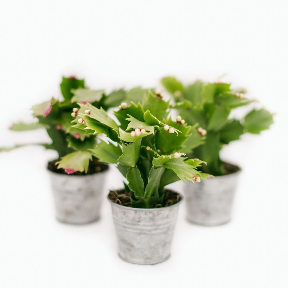 Zygocactus | Orchard Park Growers